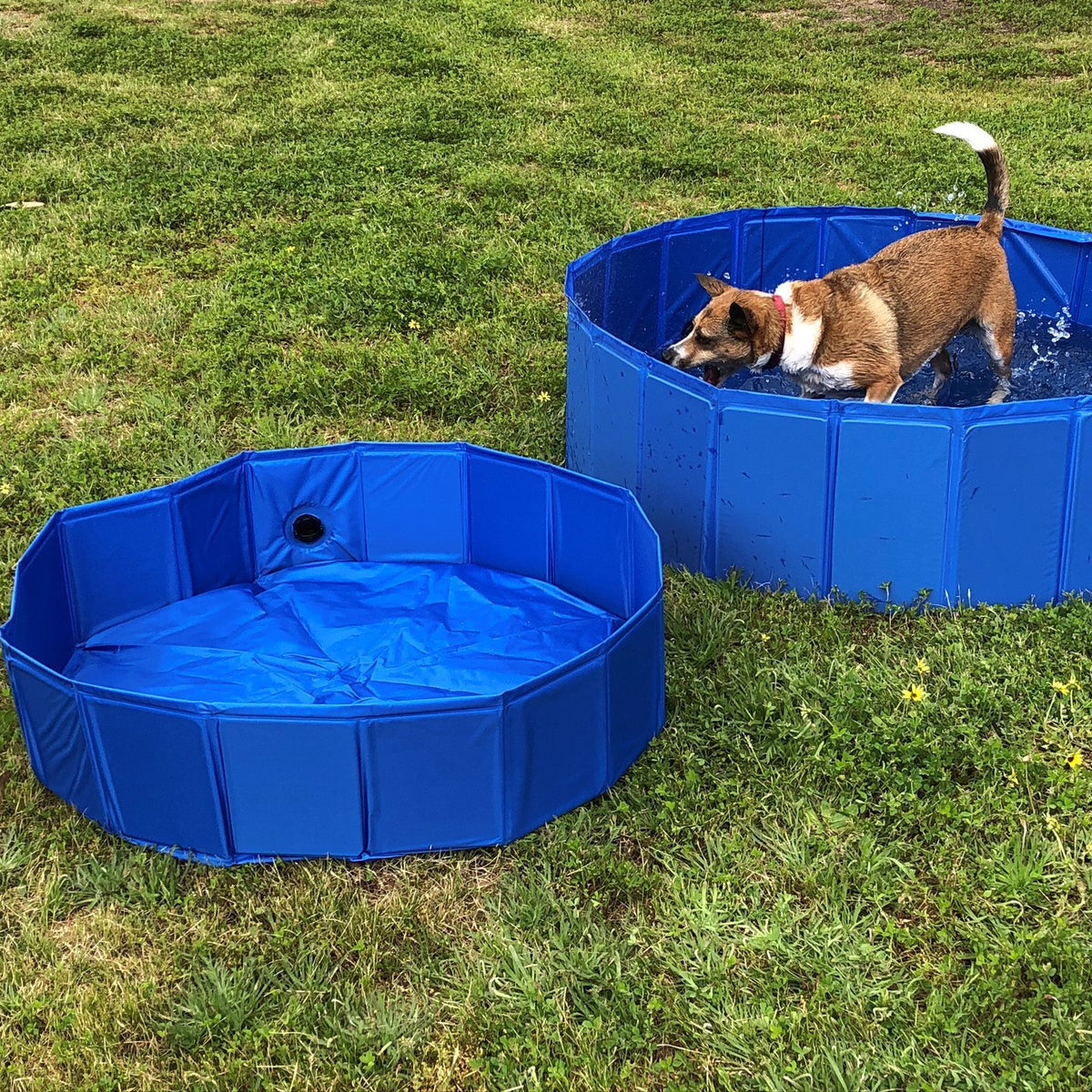 Dog Collars Online | Collars & Accessories from Pet Horse & Farm