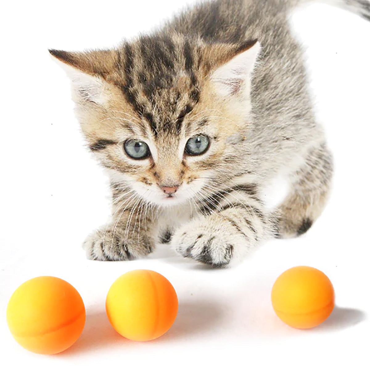 Cat Ping Pong Ball – Pet Horse & Farm