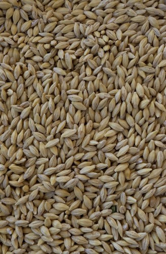 Hunter Barley Cleaned & Graded 20kg – Pet Horse & Farm