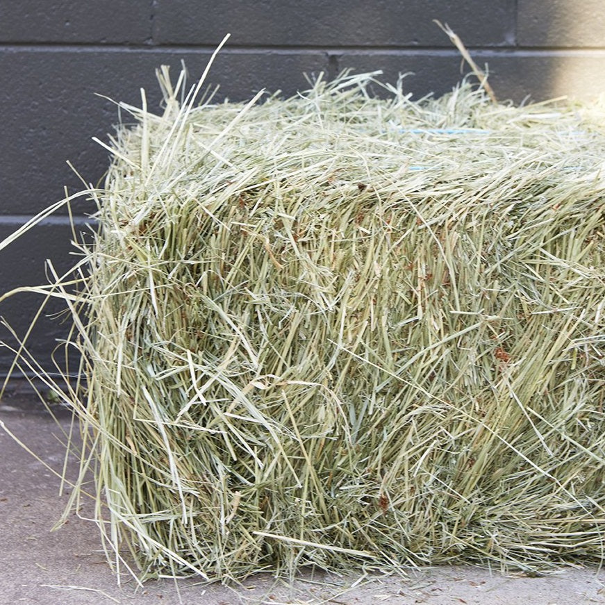 Low Sugar Teff Hay – Pet Horse & Farm